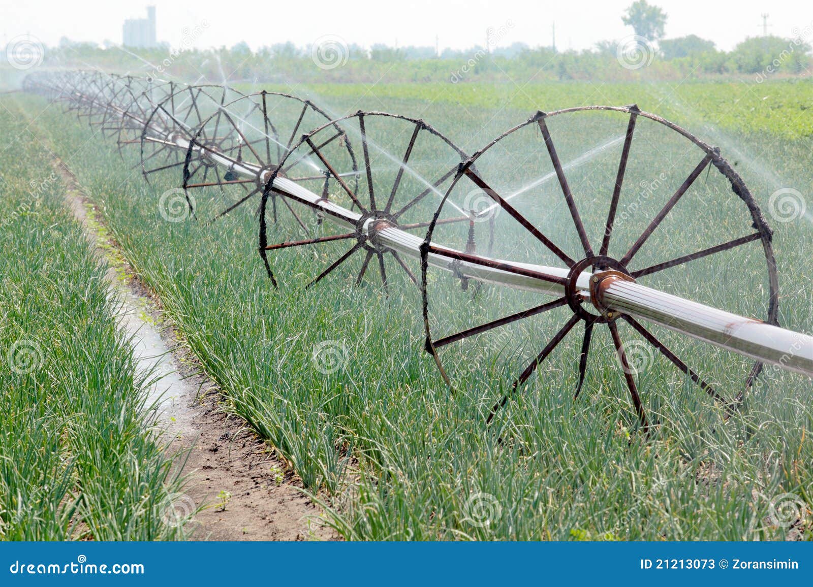Field watering stock image. Image of outdoor, growth - 21213073