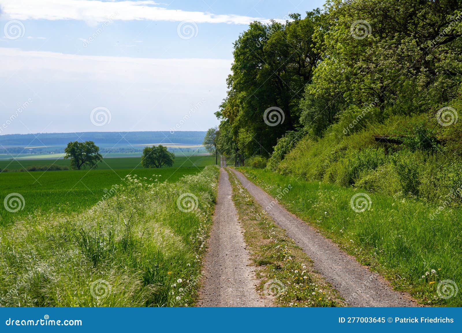 Field Way at an Agra Field with Trees Stock Image - Image of meadow ...