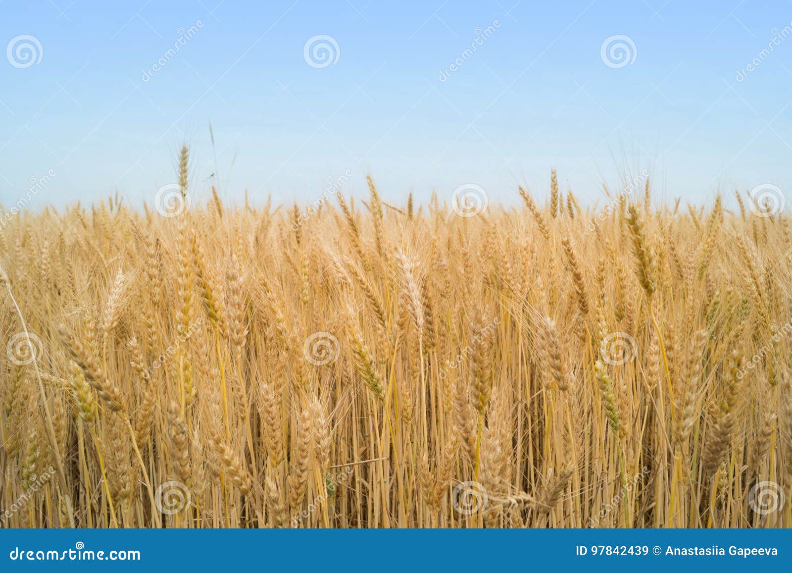 Field of weat and blue sky stock image. Image of unripe - 97842439