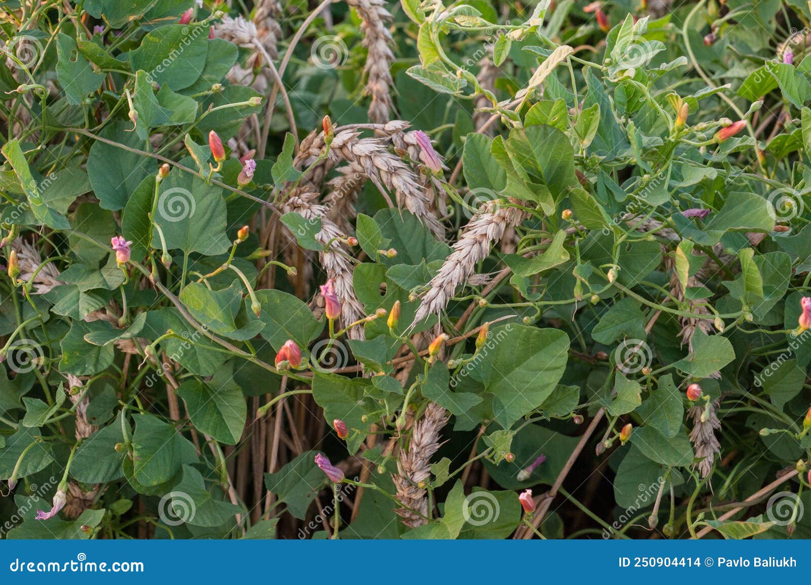 Field Weed, Bindweed in a Field Wheat Stock Photo - Image of closeup ...