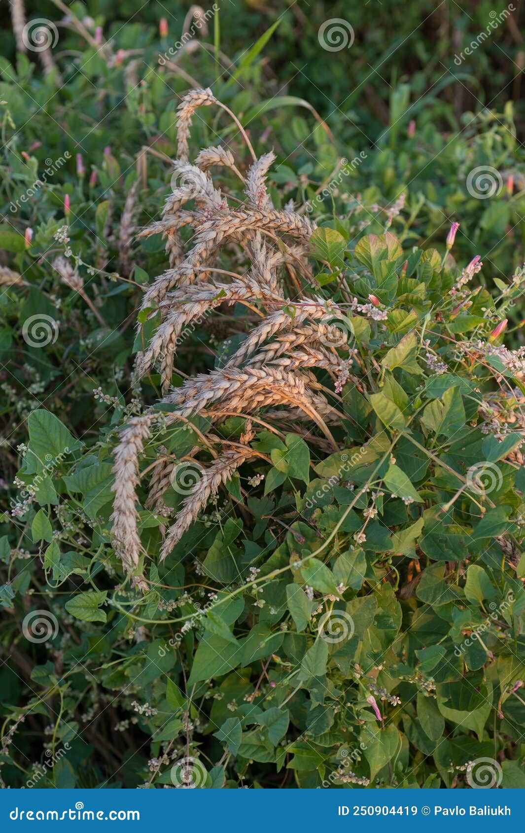 Field Weed, Bindweed in a Field among Wheat Ears, Weeds Entangle Wheat ...