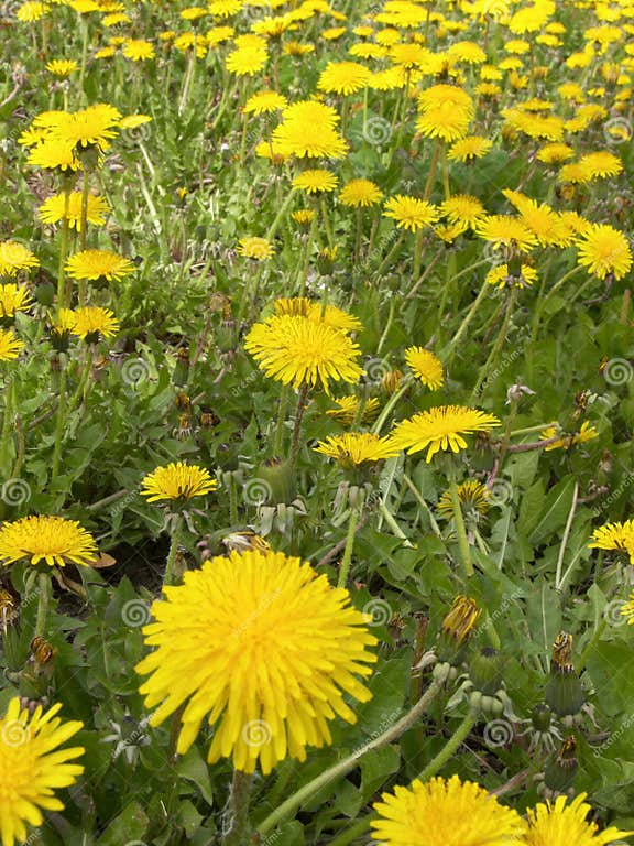 Field of Weeds stock image. Image of infiltrate, weeds - 732397