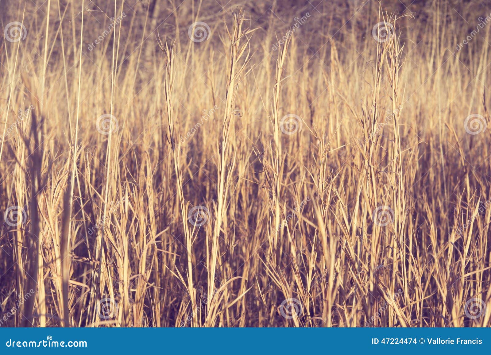 Field of Tall Grass and Weeds Stock Photo - Image of grasses, golden ...