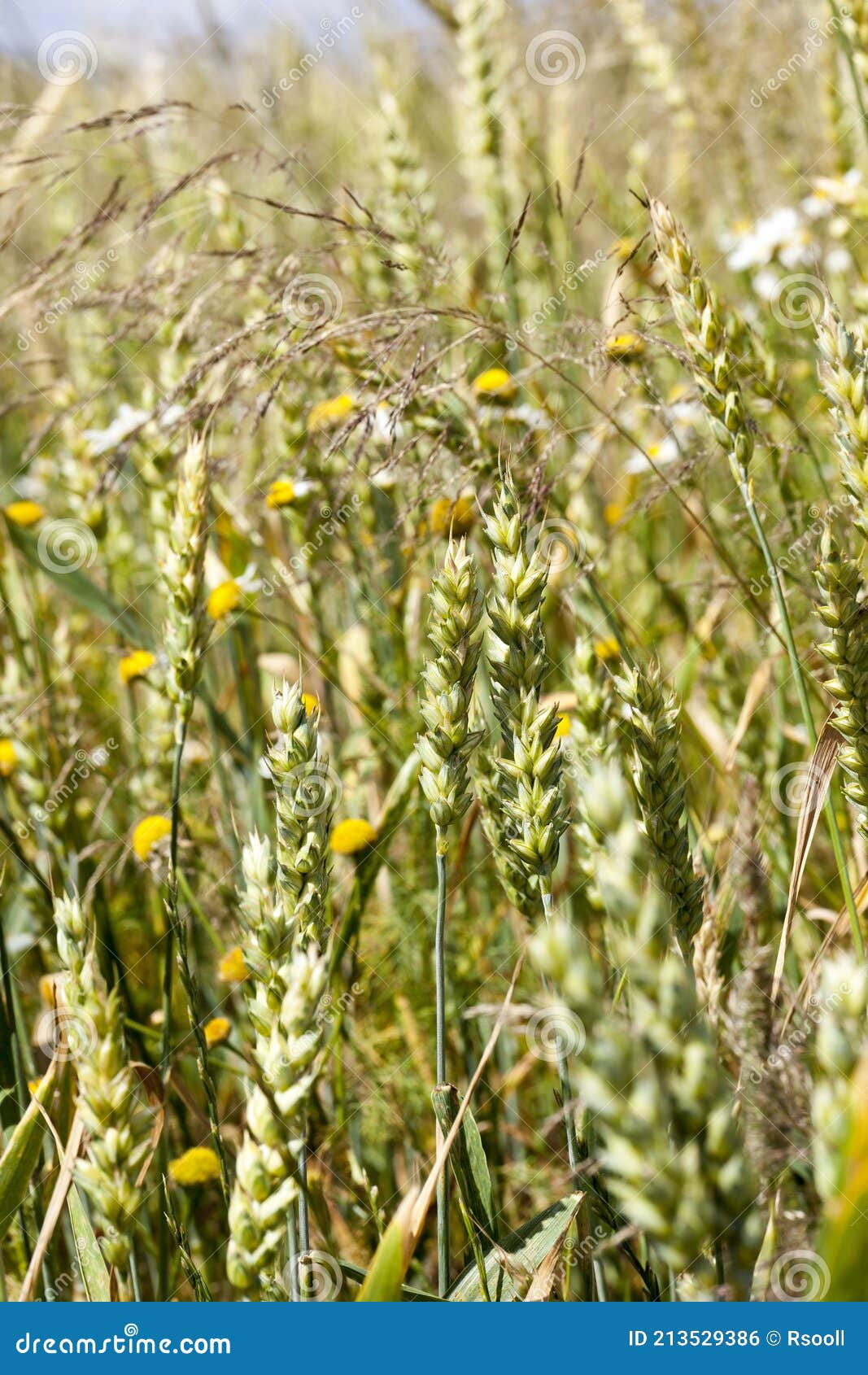 Field with weeds stock photo. Image of harvest, forest - 213529386