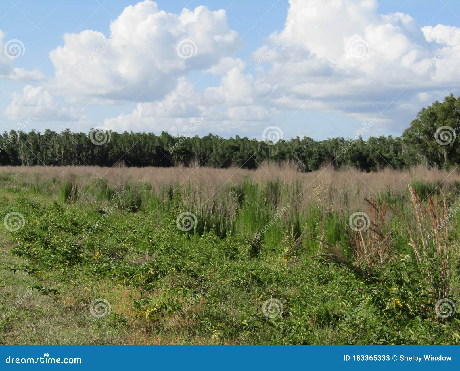Field Weeds And Oil Pump Royalty-Free Stock Photo | CartoonDealer.com ...