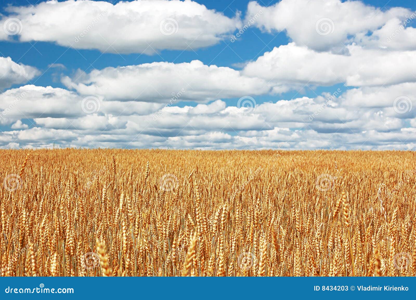 Field of wheal stock image. Image of country, culture - 8434203