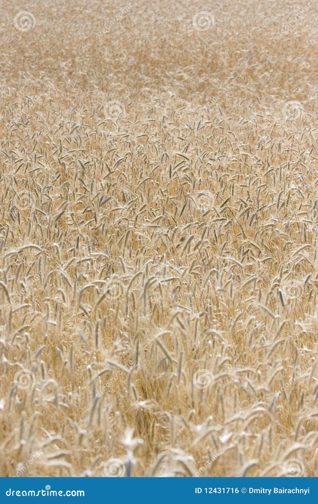 Field with wheat stock photo. Image of color, plant, background - 12431716