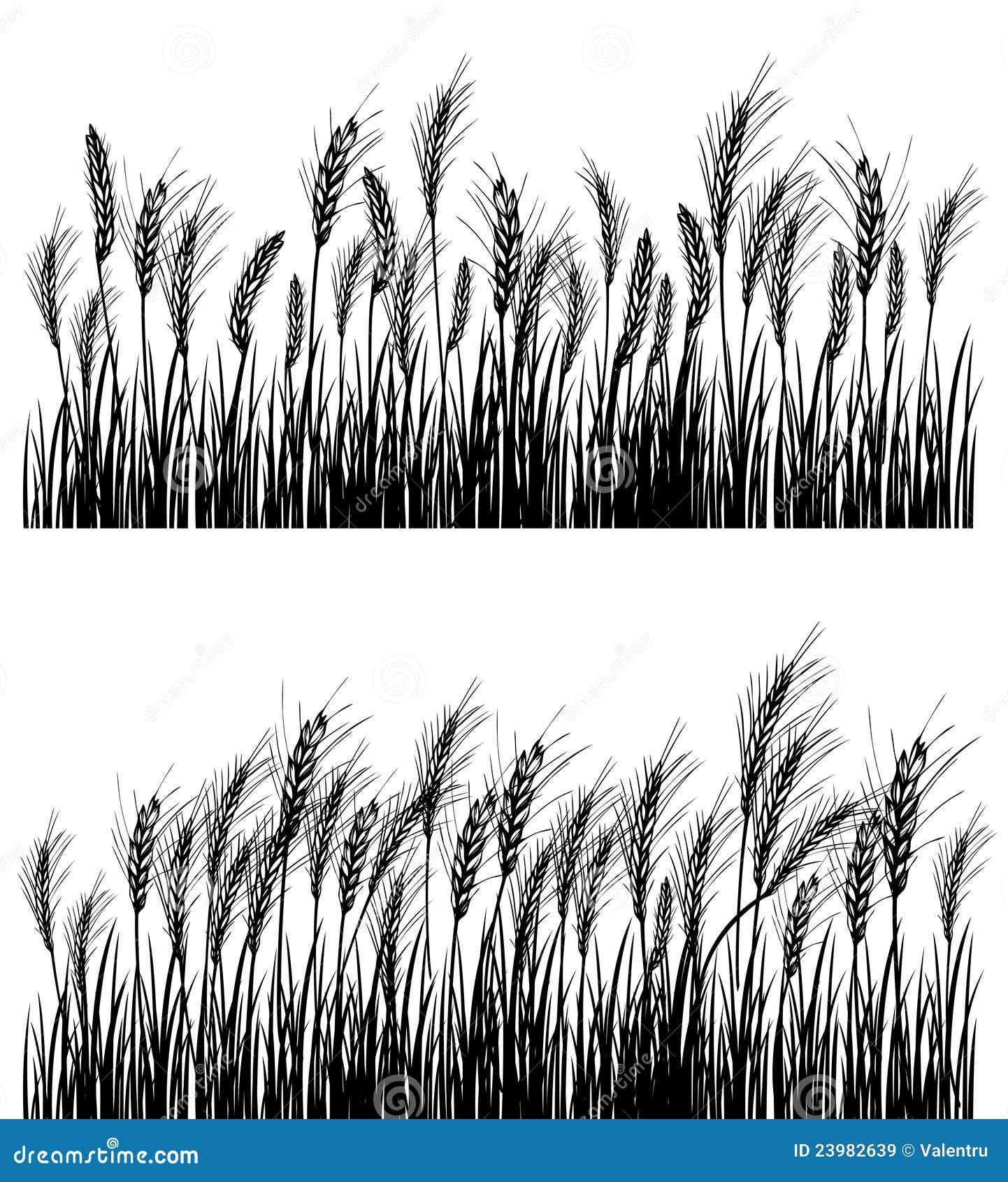 Wheat Drawing