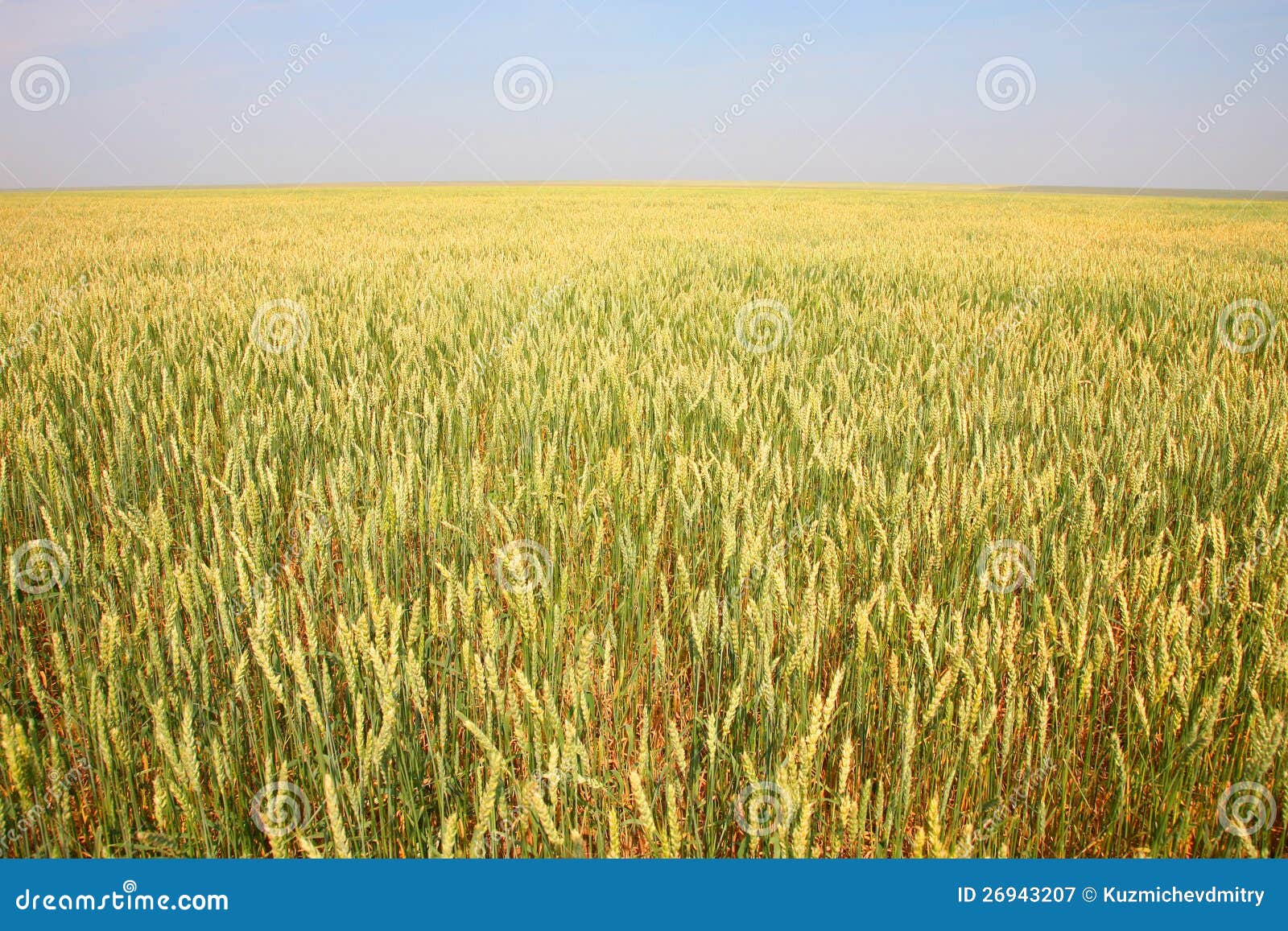 Field with wheat stock image. Image of crops, food, backgrounds - 26943207