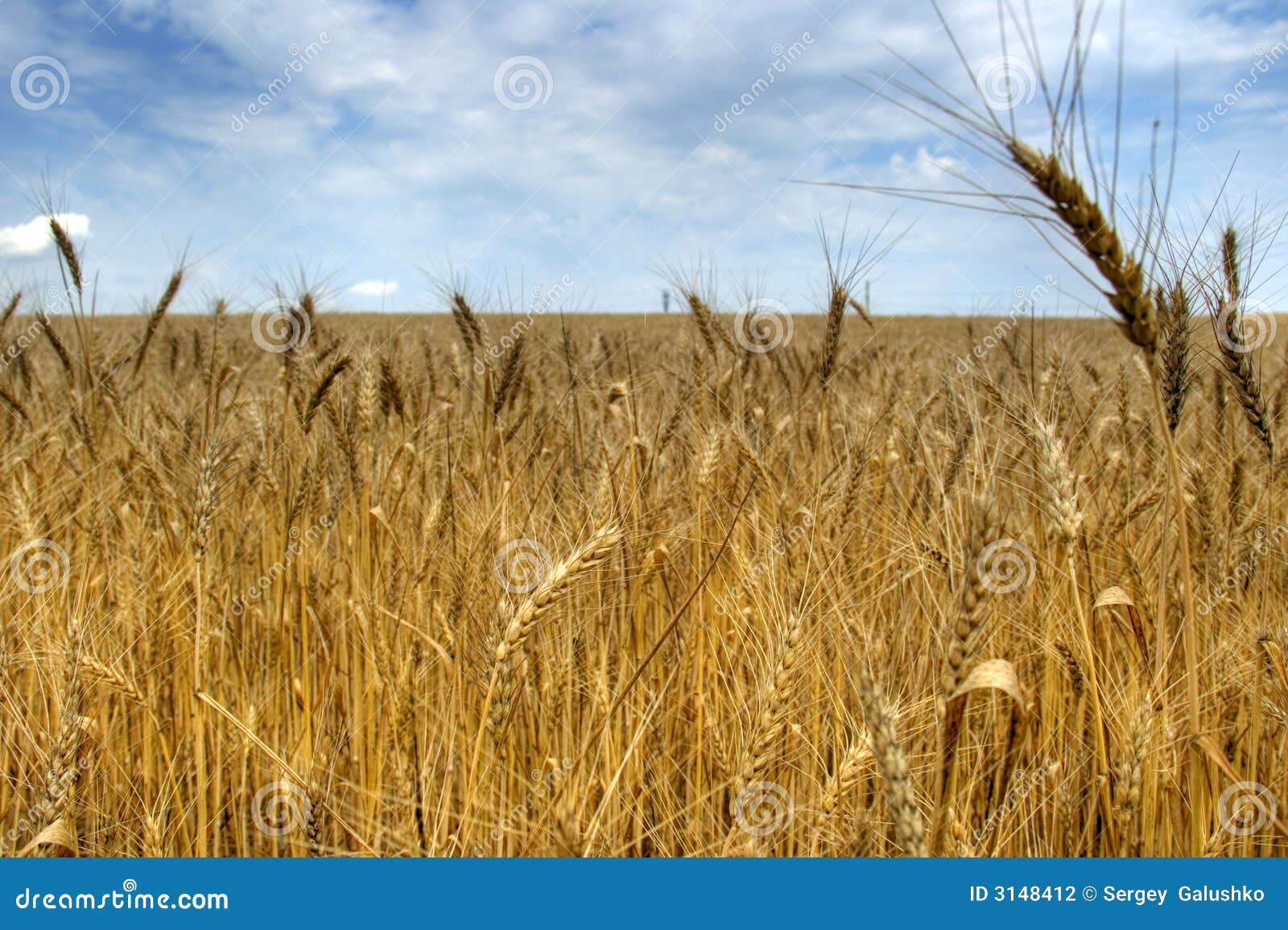 Field of wheat stock photo. Image of plant, organic, outdoors - 3148412