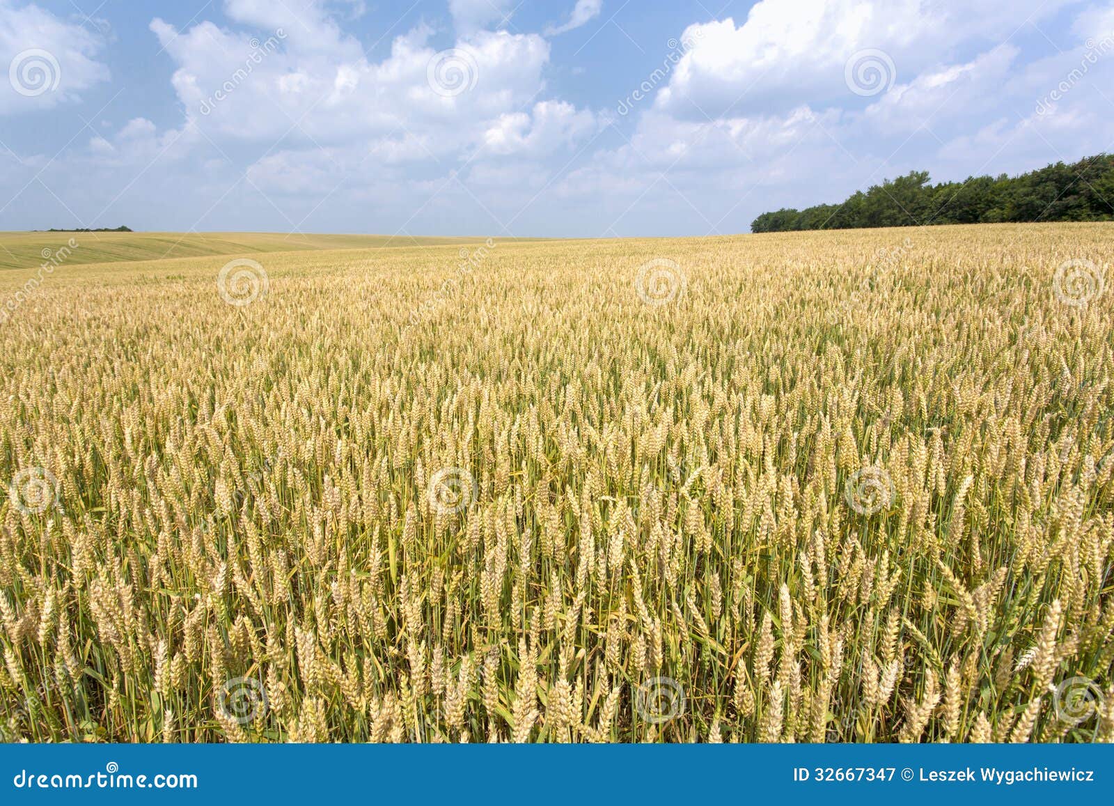Field of wheat stock image. Image of rural, cereal, cloudscape - 32667347