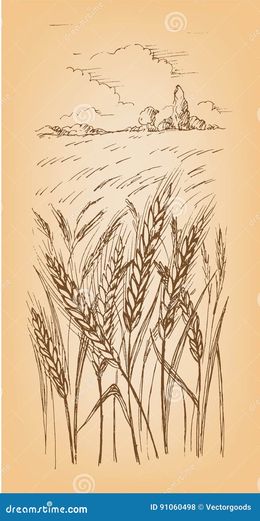 Field of Wheat, Barley or Rye Stock Vector - Illustration of background ...