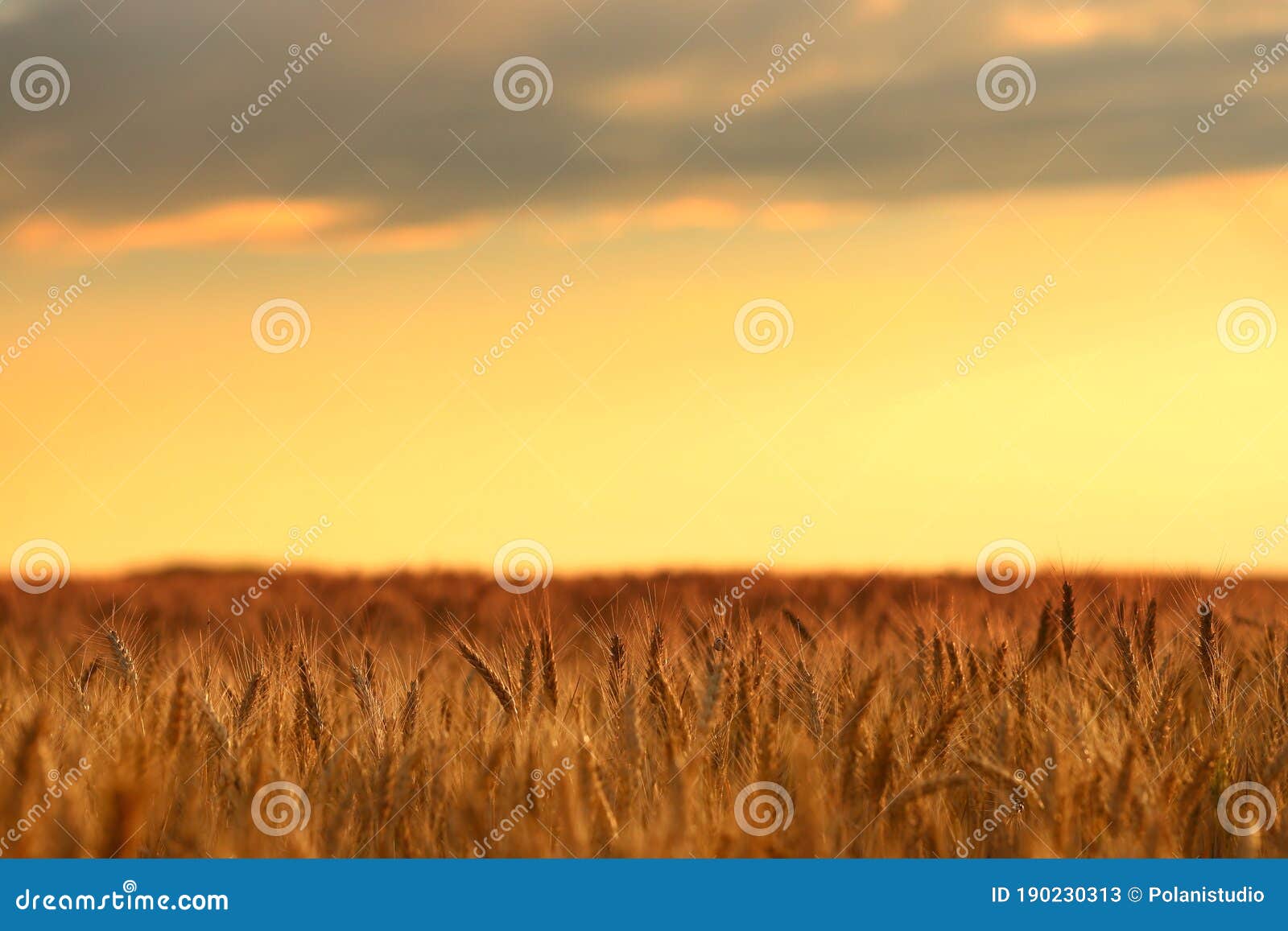 A Field of Wheat in the Beautiful Sunset Light Stock Image - Image of ...