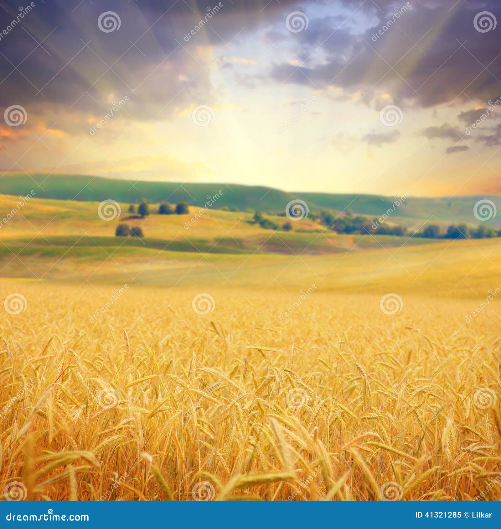 Field of wheat stock image. Image of crop, country, farming - 41321285