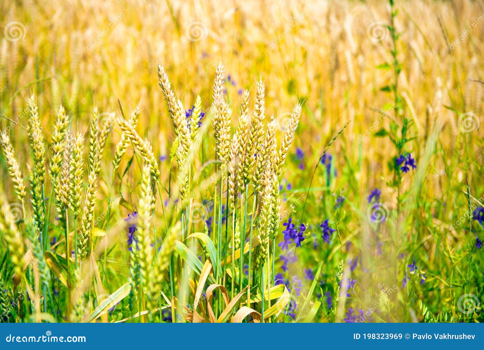 Field of Wheat with Blue Flowers Stock Image - Image of crop, food ...