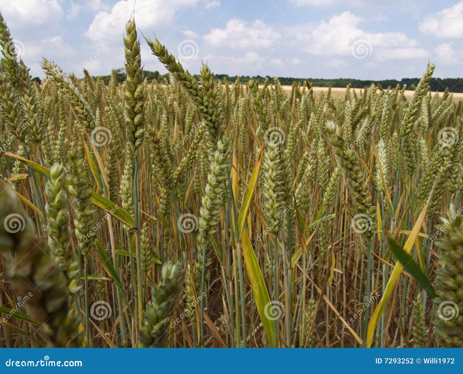 Field of wheat - close up stock photo. Image of plants - 7293252
