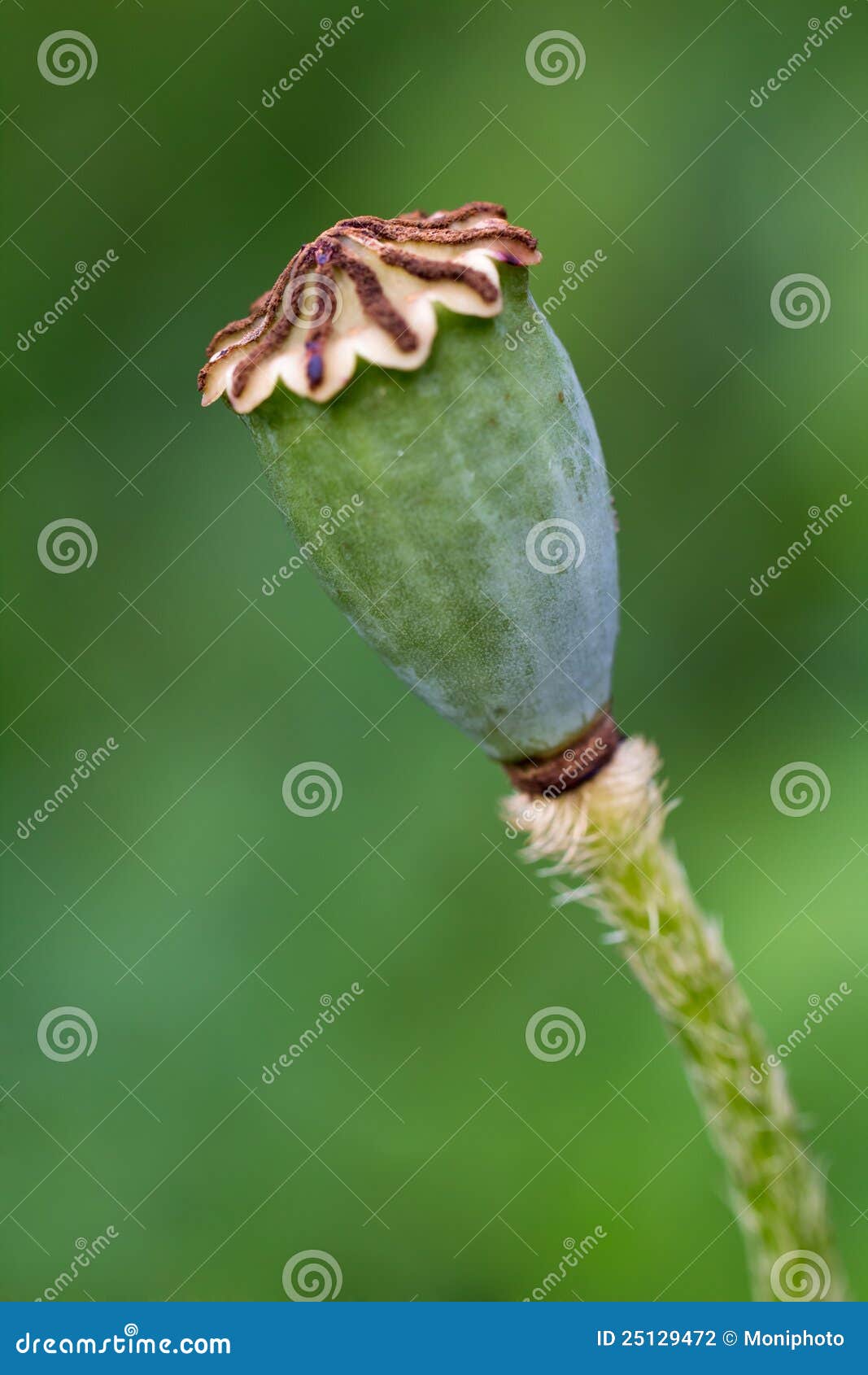 Field of Wheat with Closeup of a Husk of Poppy Flo Stock Photo - Image ...