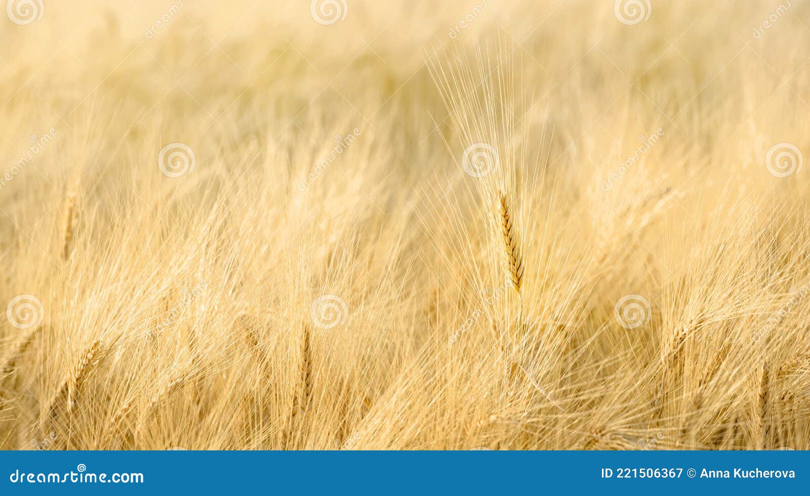 Field of Wheat Closeup with Long Fuzzy Beards Stock Image - Image of ...