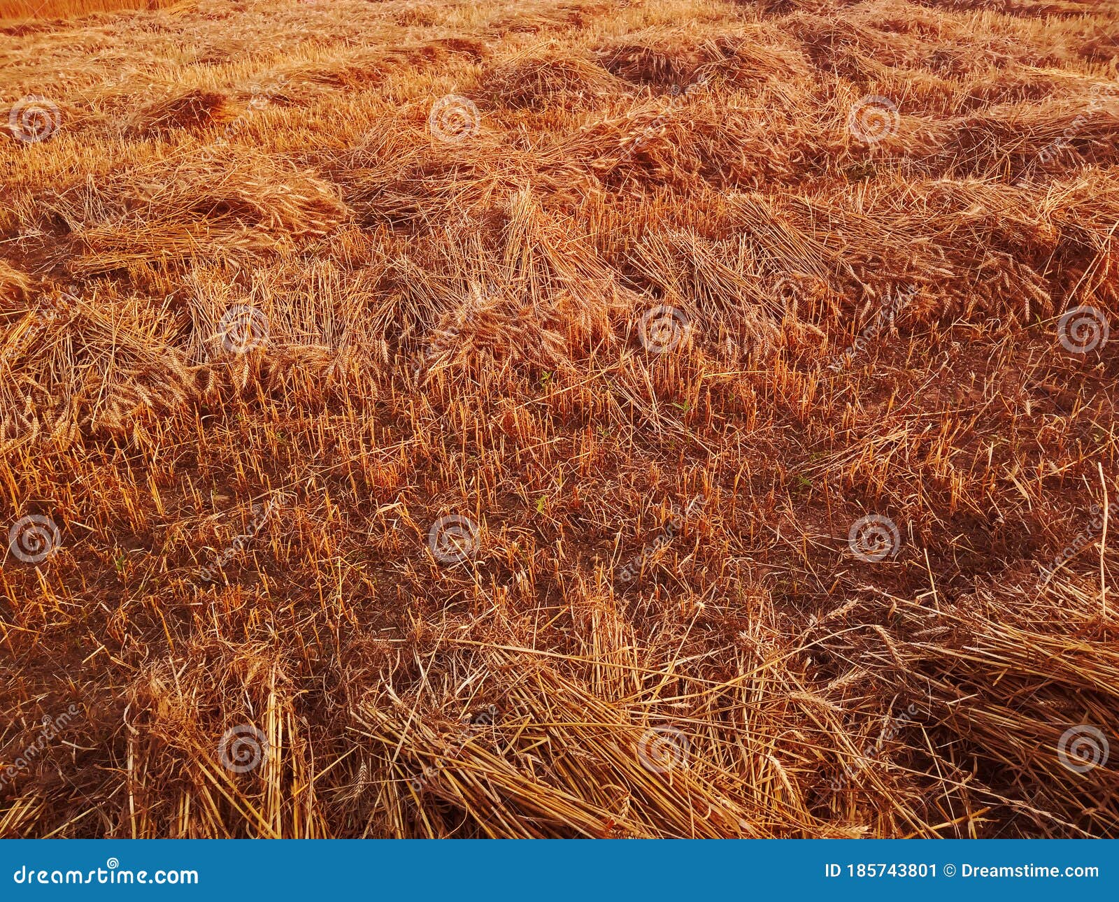 The Process Of Harvesting Hay For Cattle, A Tractor Making Bales In The ...
