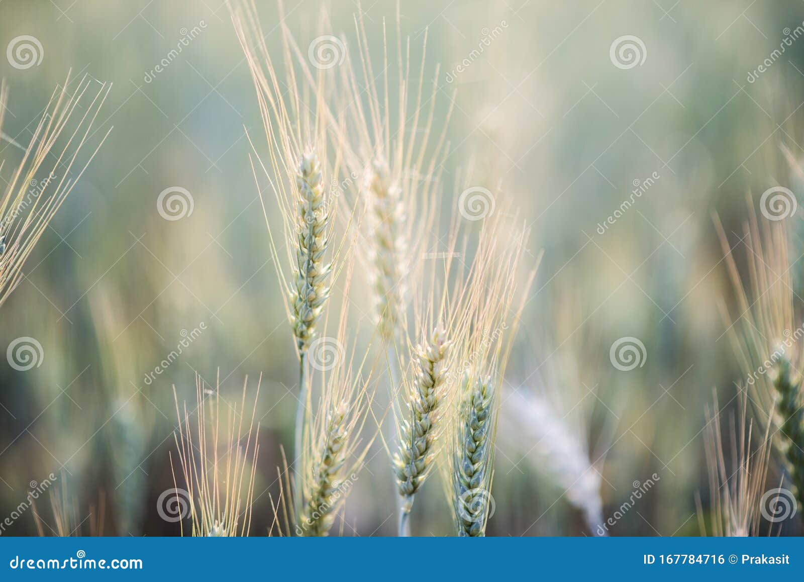 Field of wheat farm stock photo. Image of farmland, bread - 167784716