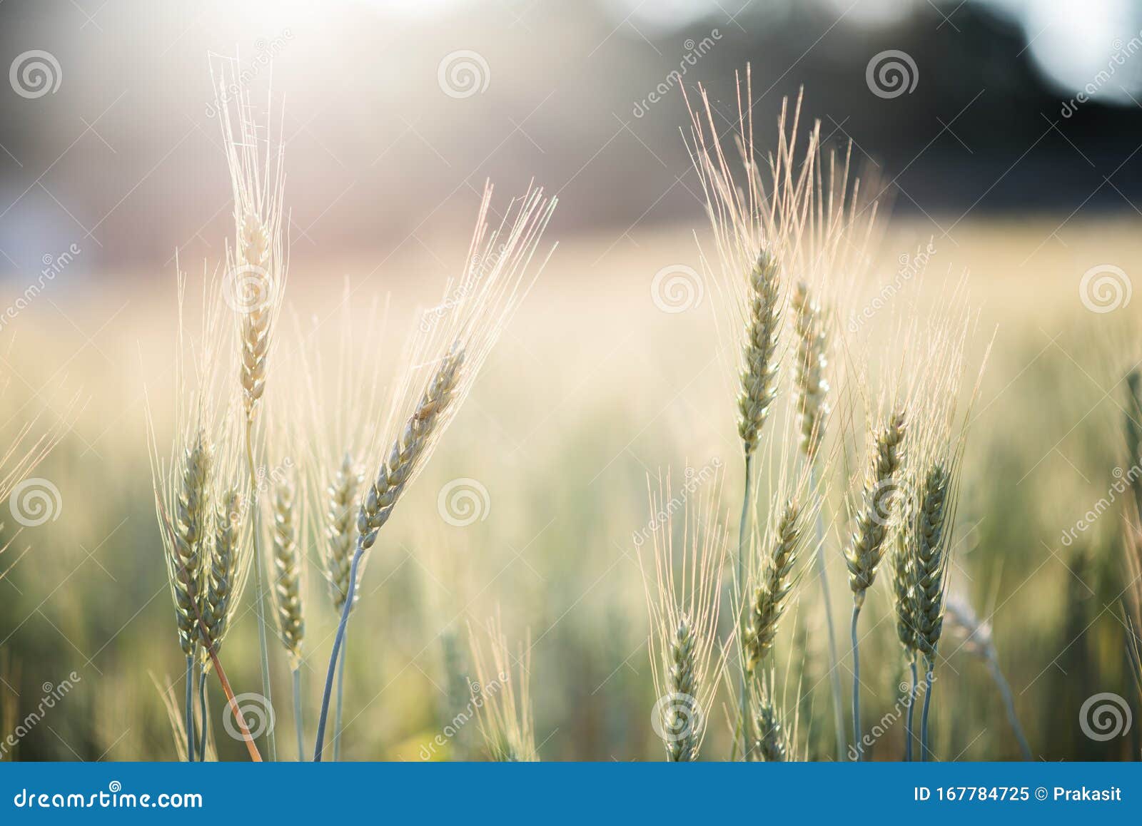 Field of wheat farm stock image. Image of bright, agriculture - 167784725