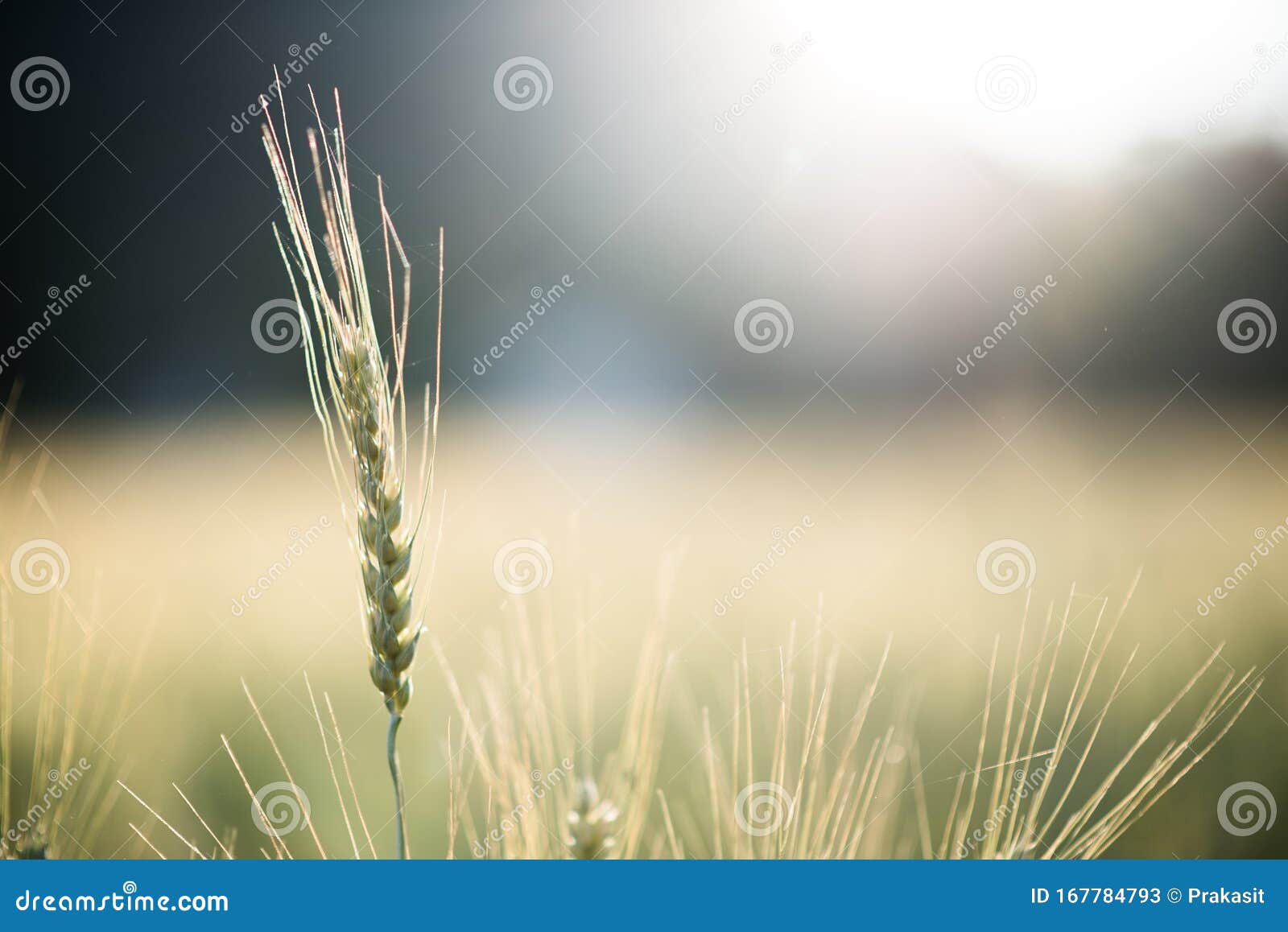 Field of wheat farm stock image. Image of field, farmland - 167784793