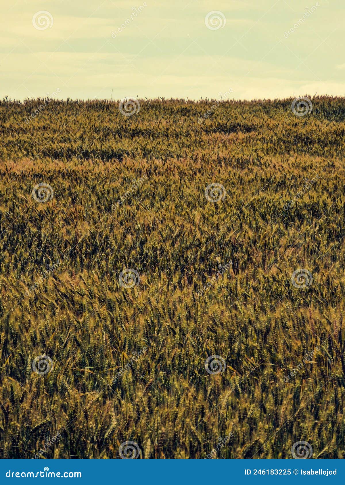 Field of Wheat Fields in a Walk at Noon. Stock Image - Image of wheat ...