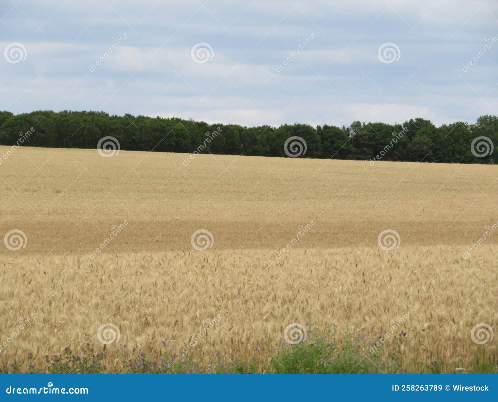 Field of Wheat with a Forest in the Background Under the Cloudy Blue ...