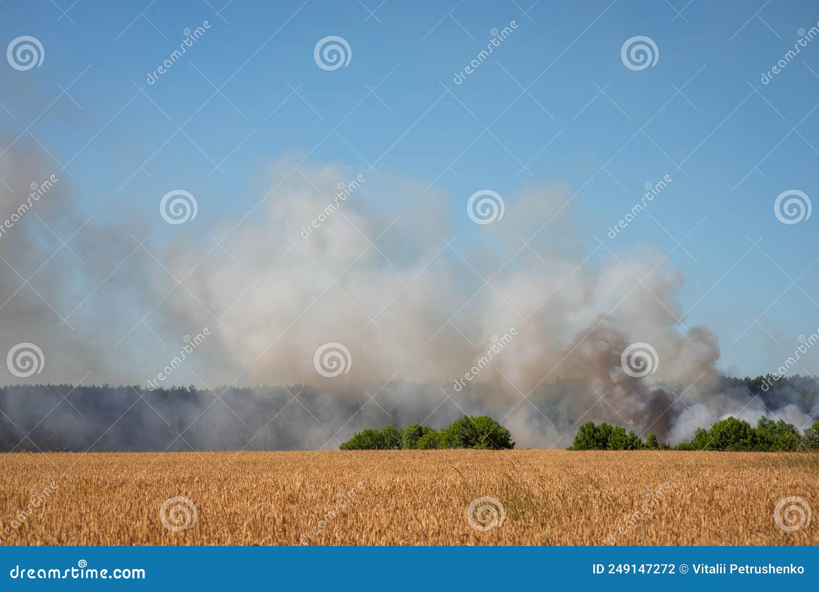 Field of Wheat and Forest Fire with Much Smoke at the Background Stock ...