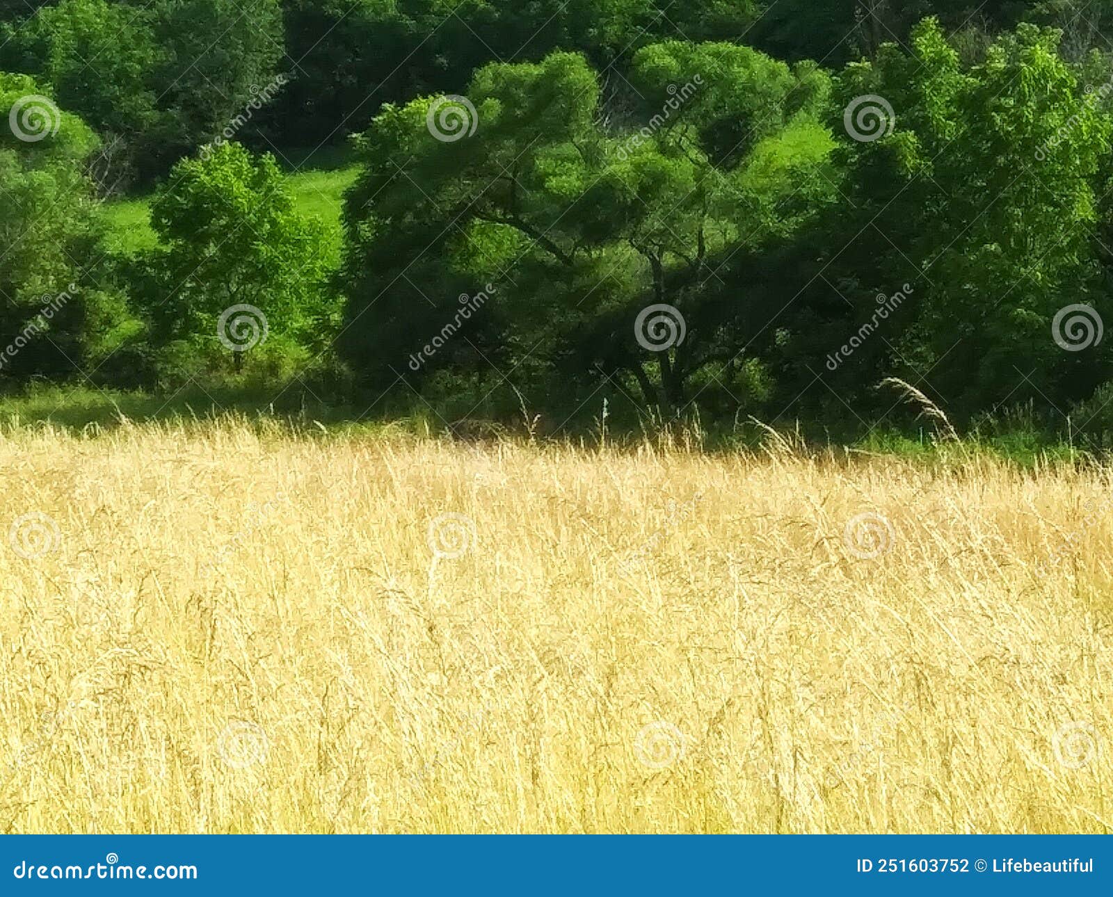 Field of wheat grass stock photo. Image of agriculture - 251603752