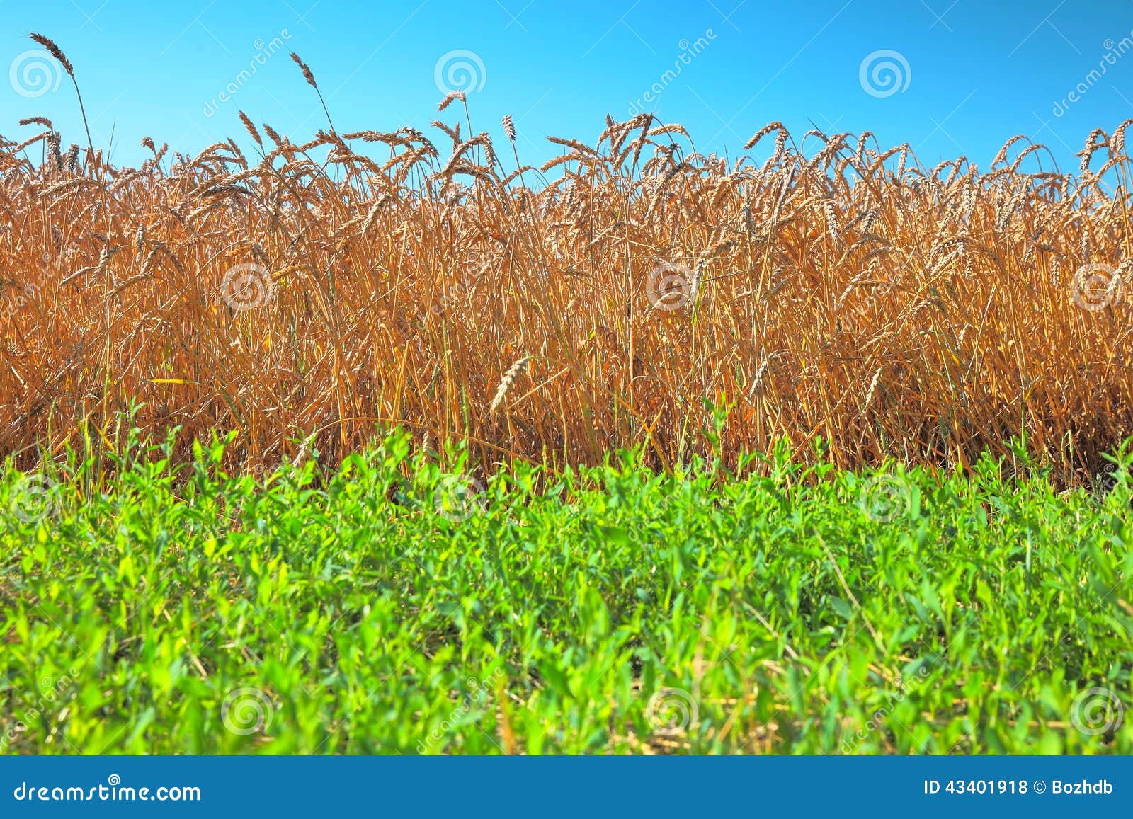 Field of Wheat and Green Grass Stock Photo - Image of agricultural ...