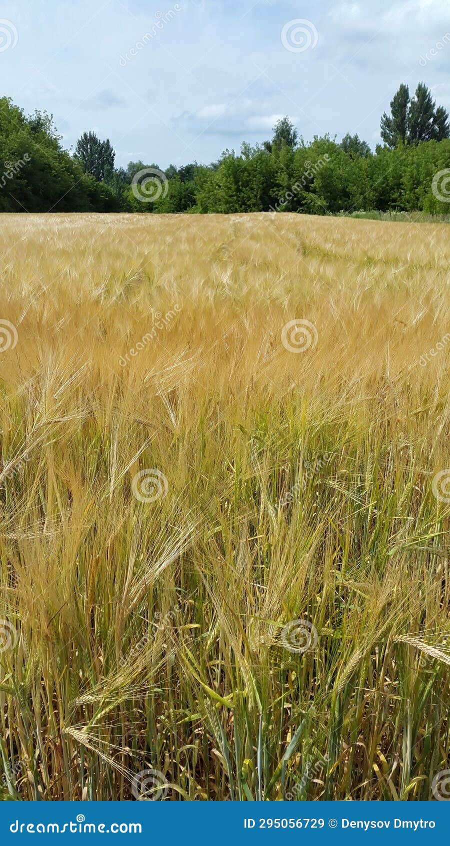 Field with Wheat. Wheat Harvest on the Field Stock Image - Image of ...