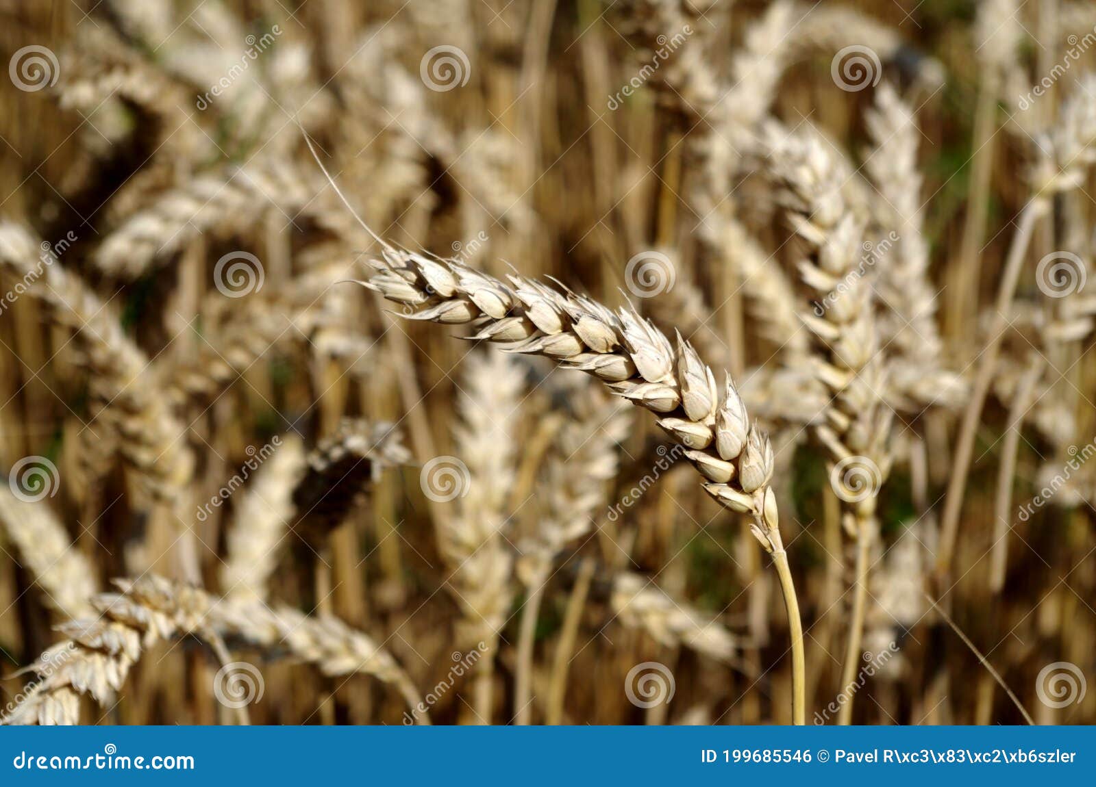 Field of Wheat before Harvest Stock Photo - Image of agriculture, wheat ...