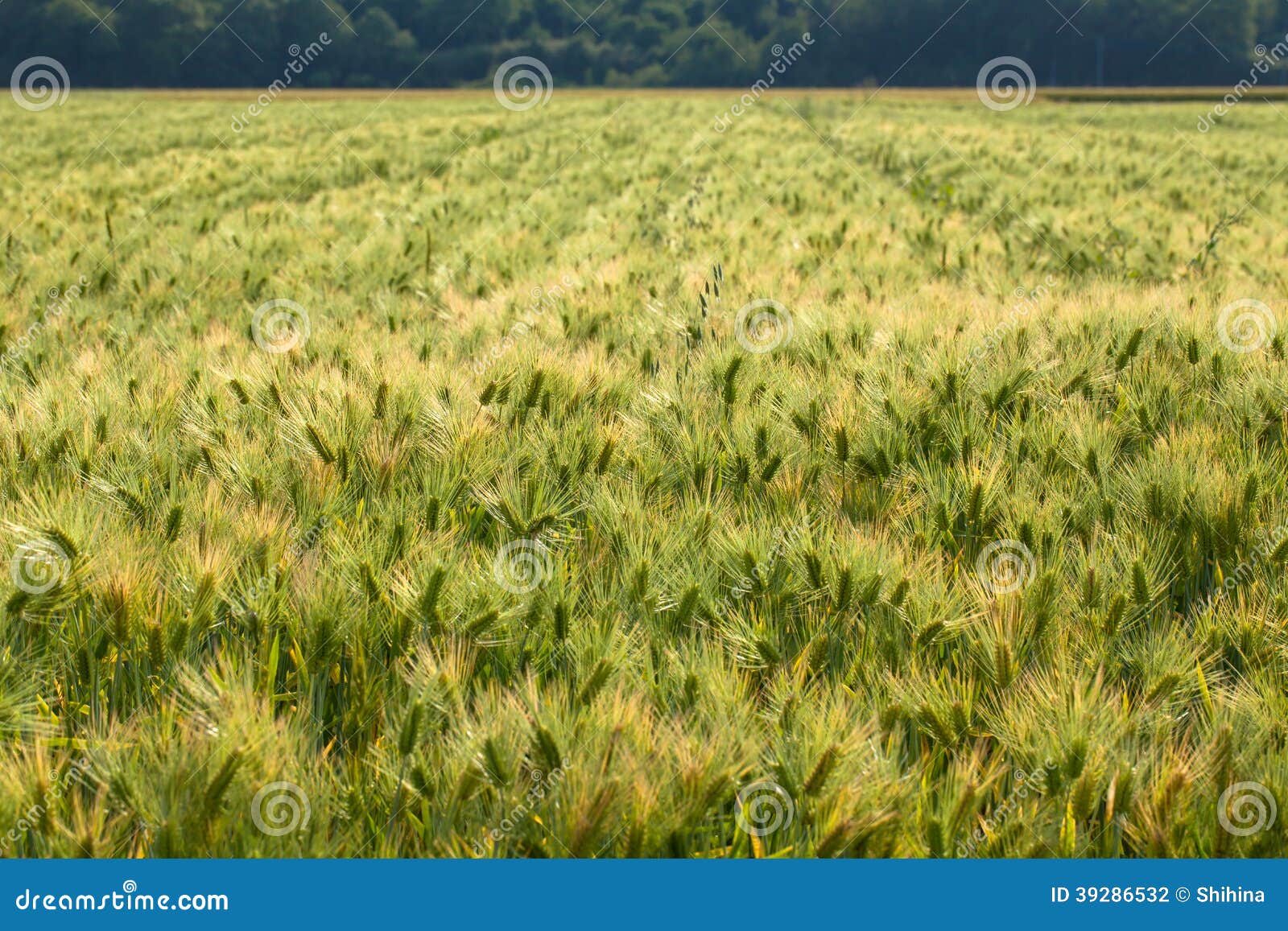 Field of wheat, Japan stock photo. Image of environment - 39286532