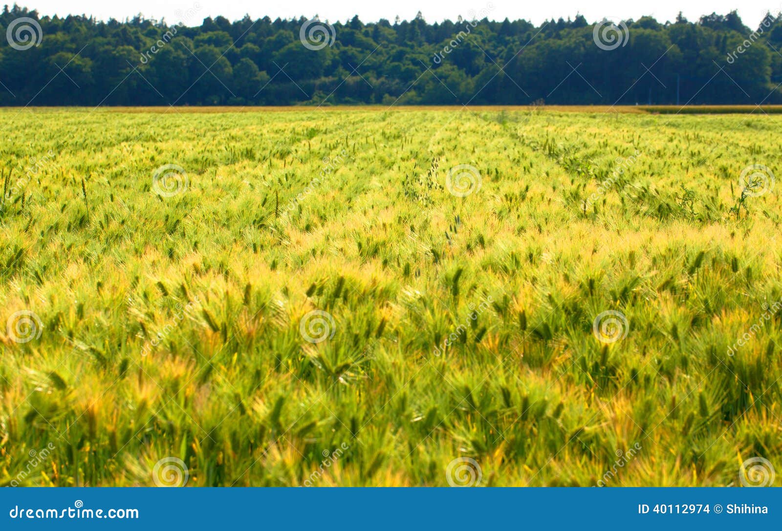 Field of wheat, Japan stock photo. Image of lawn, agriculture - 40112974