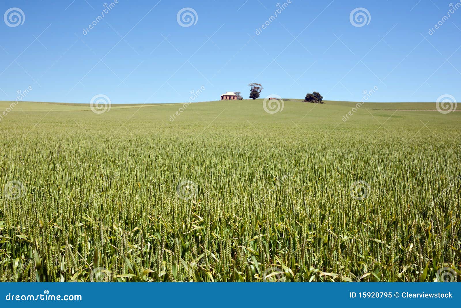 Field of wheat landscape stock image. Image of agriculture - 15920795