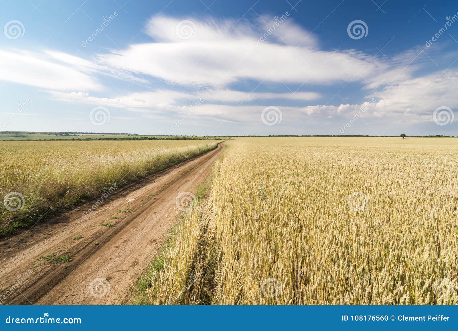 Field of Wheat Landscape with Curved Path Stock Photo - Image of light ...