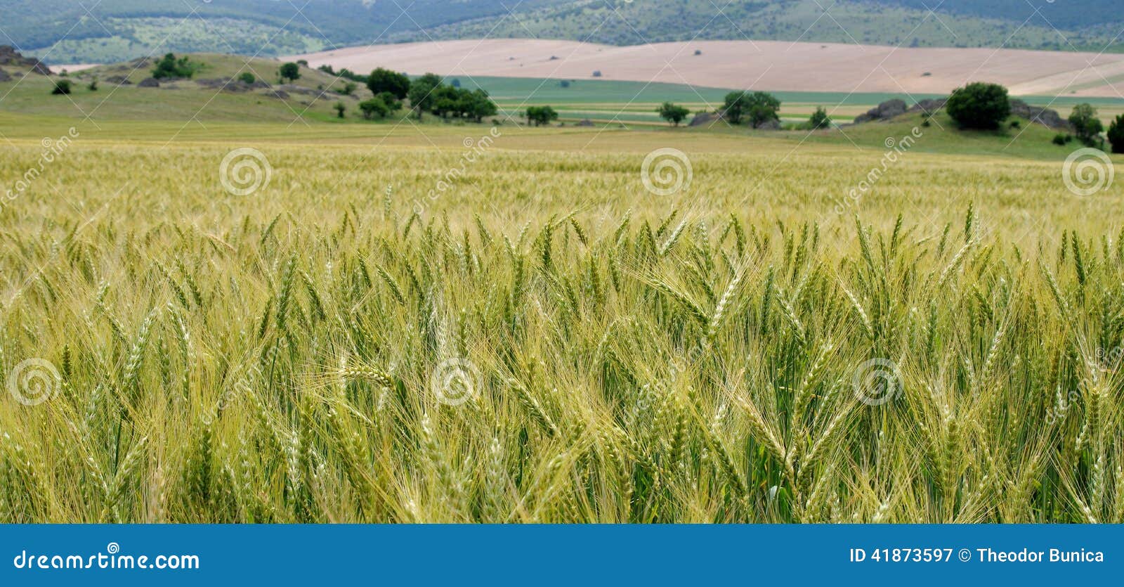 Landscape. Field of wheat stock image. Image of background - 41873597