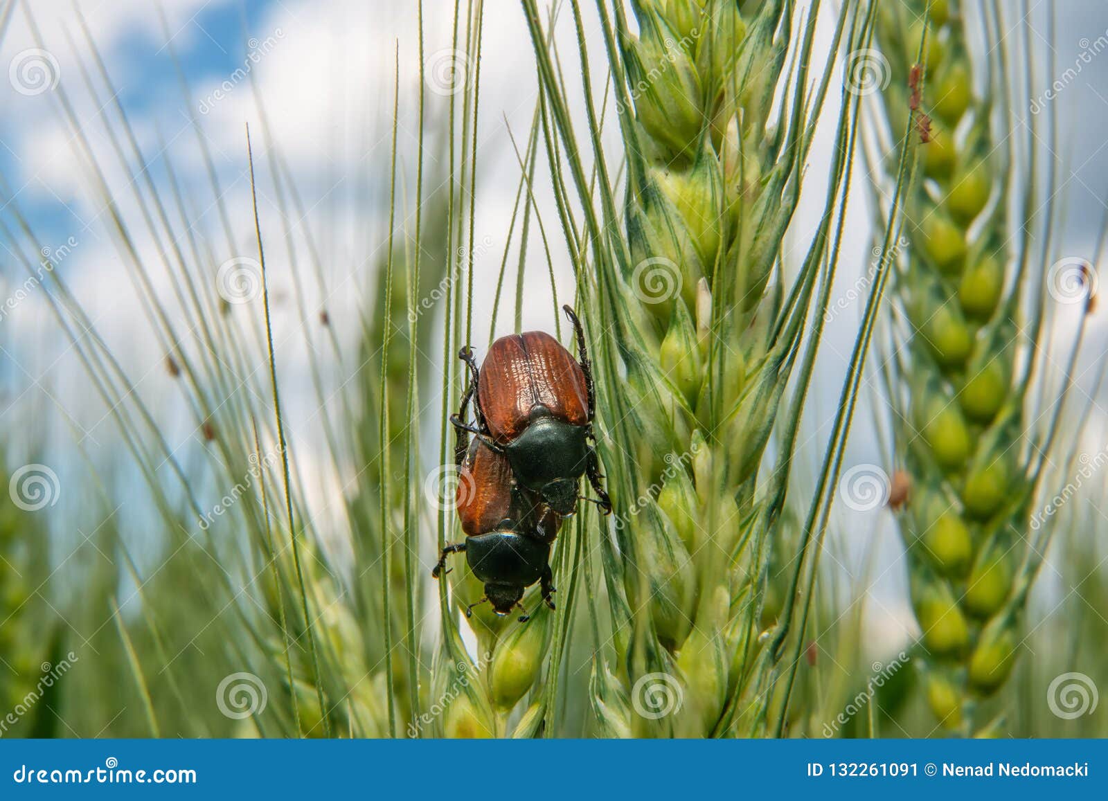 Field with Wheat and Mating Cockchafer May Bug or Doodlebug Stock Image ...