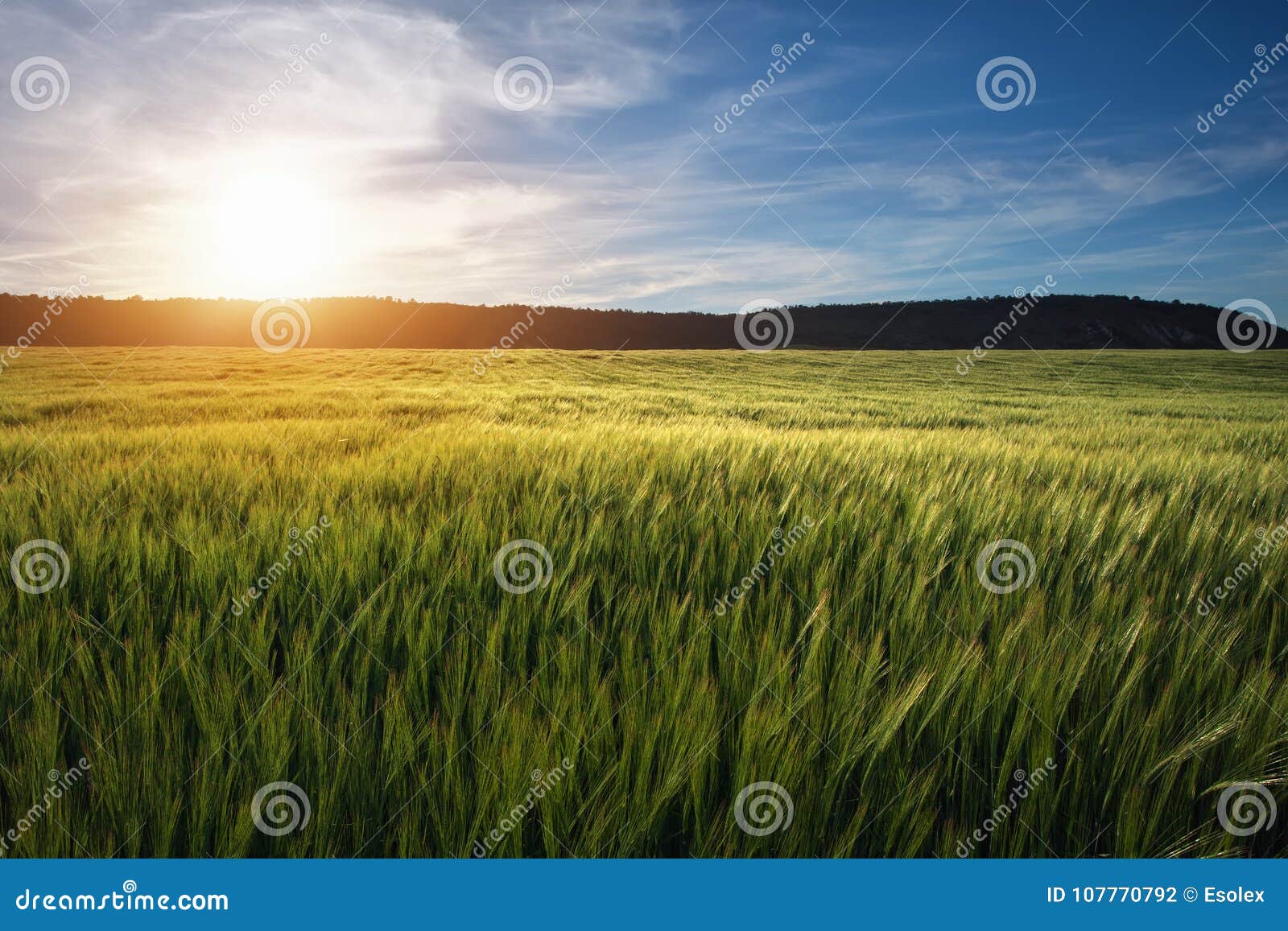 Field of Wheat in the Morning. Stock Photo - Image of meadow, grass ...