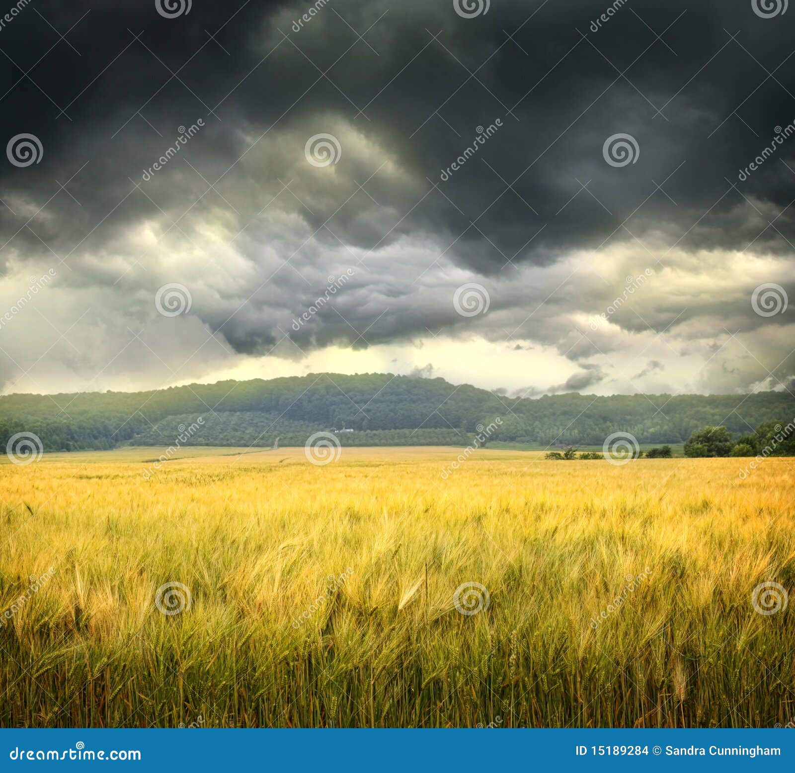 Field of Wheat with Ominous Clouds Stock Photo - Image of harvest ...