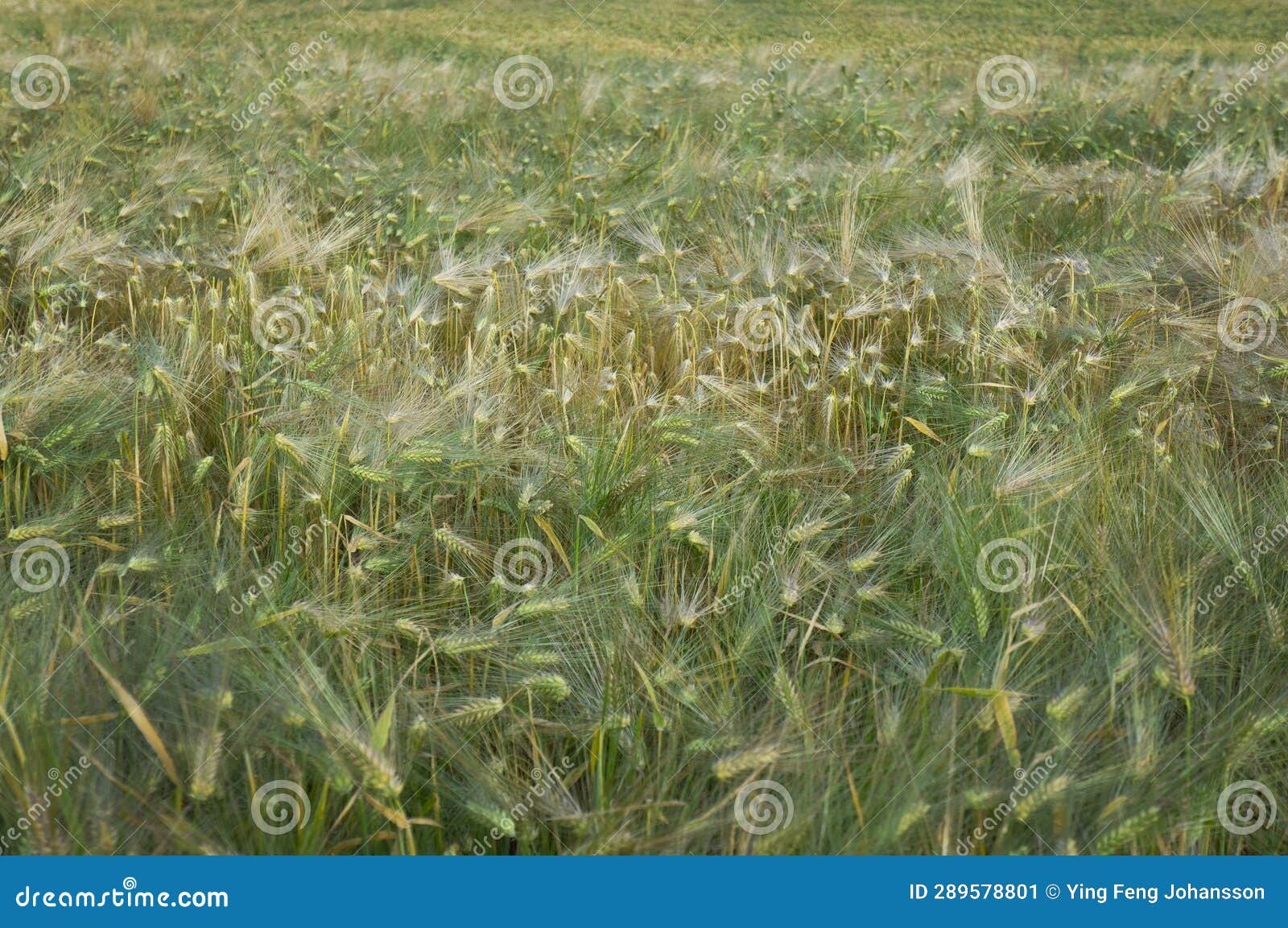 Field of wheat stock image. Image of food, rural, agriculture - 289578801