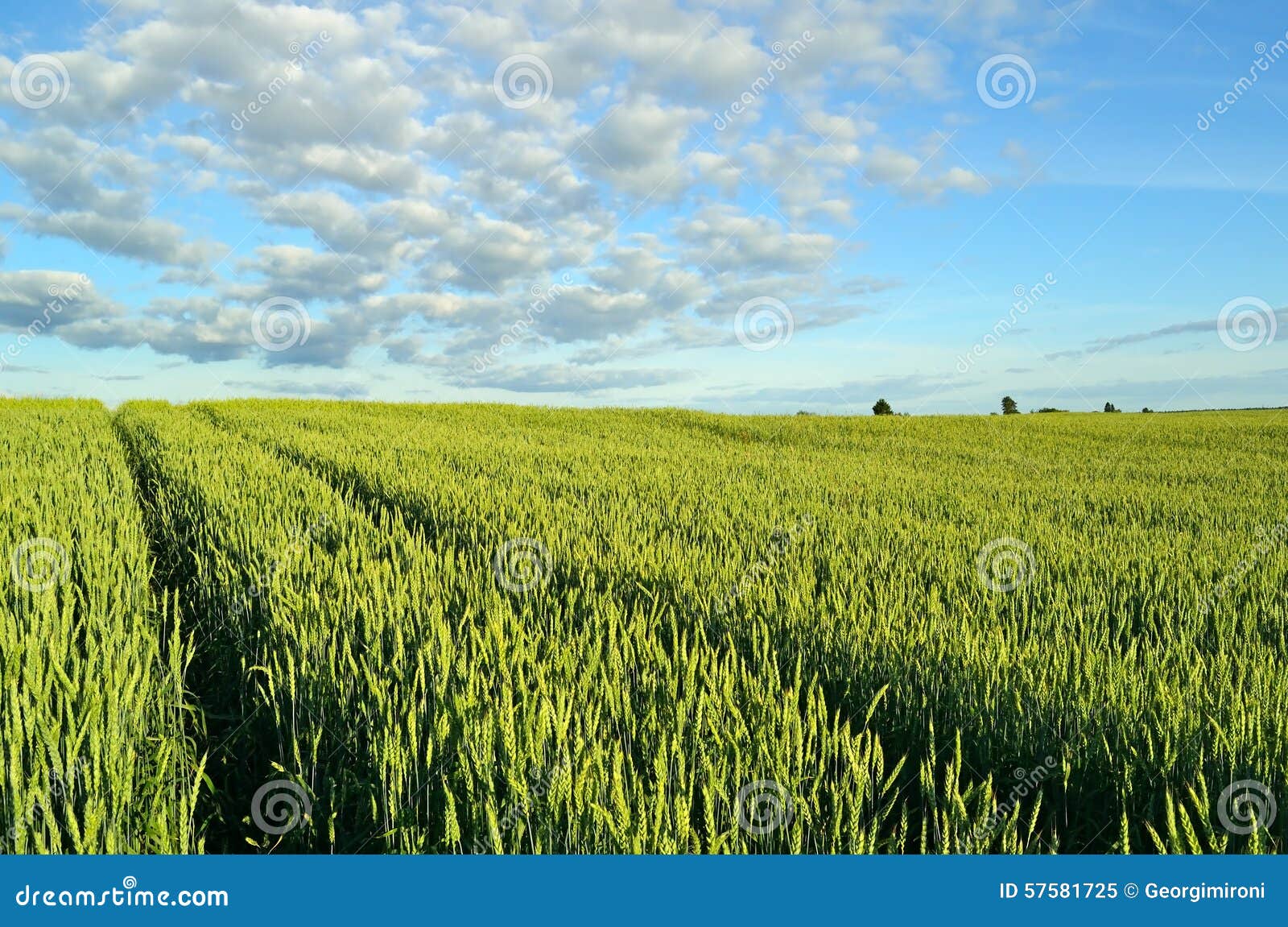 Field of wheat stock image. Image of land, landscapes - 57581725