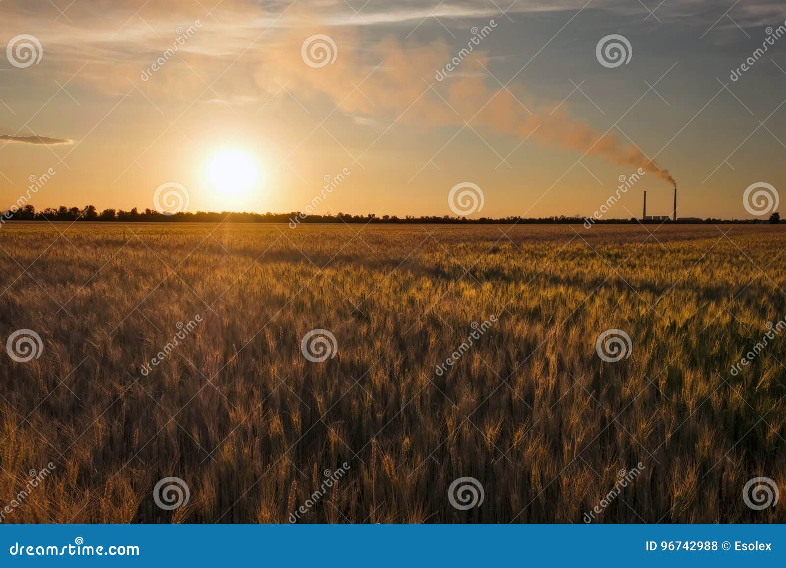 Field of Wheat and Power Plant Against Sunset Stock Photo - Image of ...