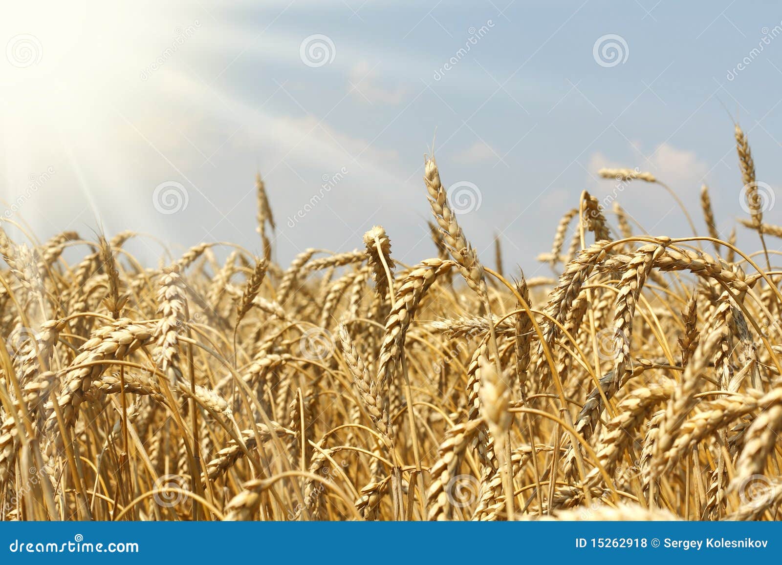 Field of Wheat Ready for Harvesting Stock Photo - Image of harvest ...