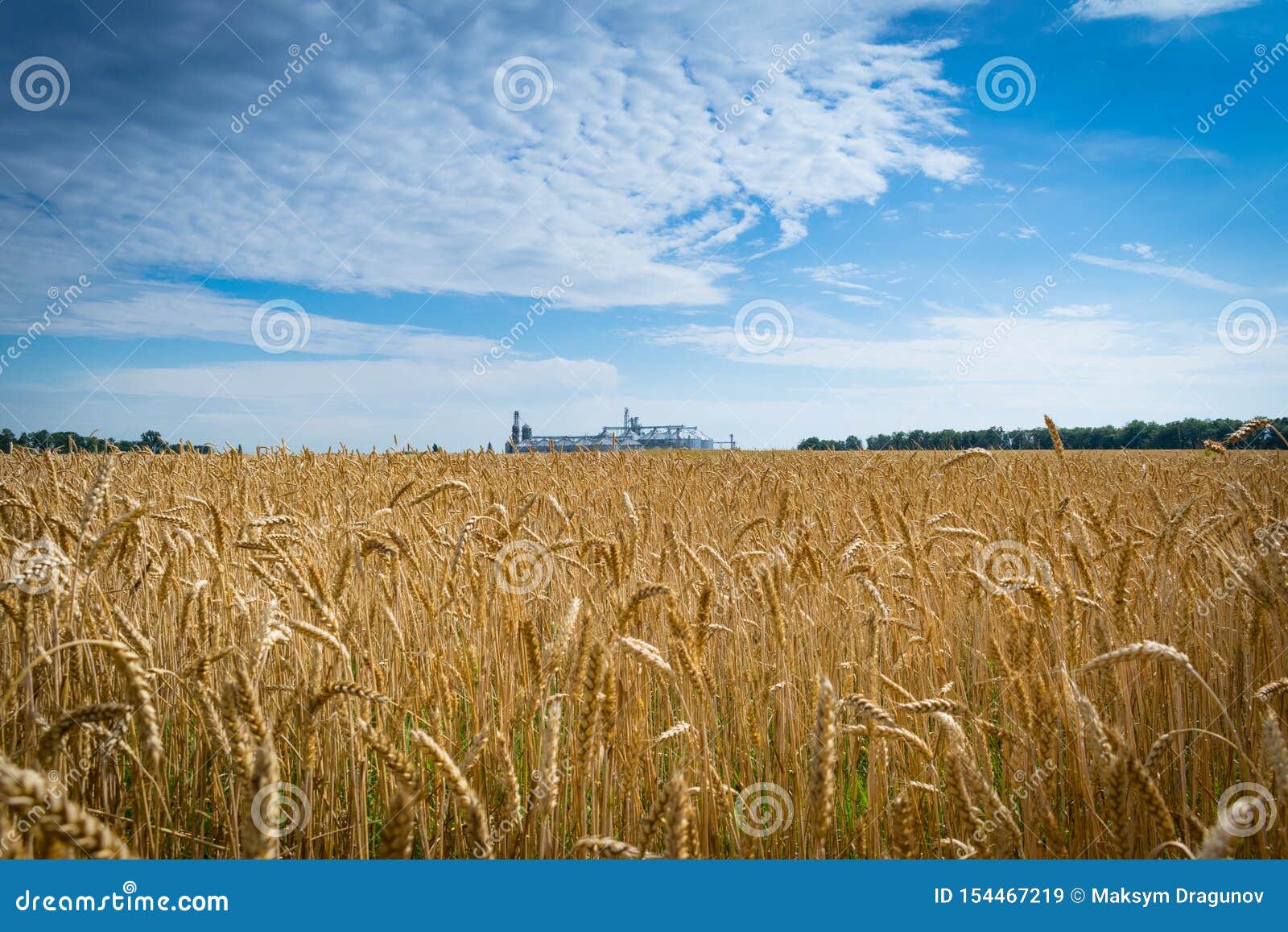 Field of wheat stock image. Image of industrial, farm - 154467219