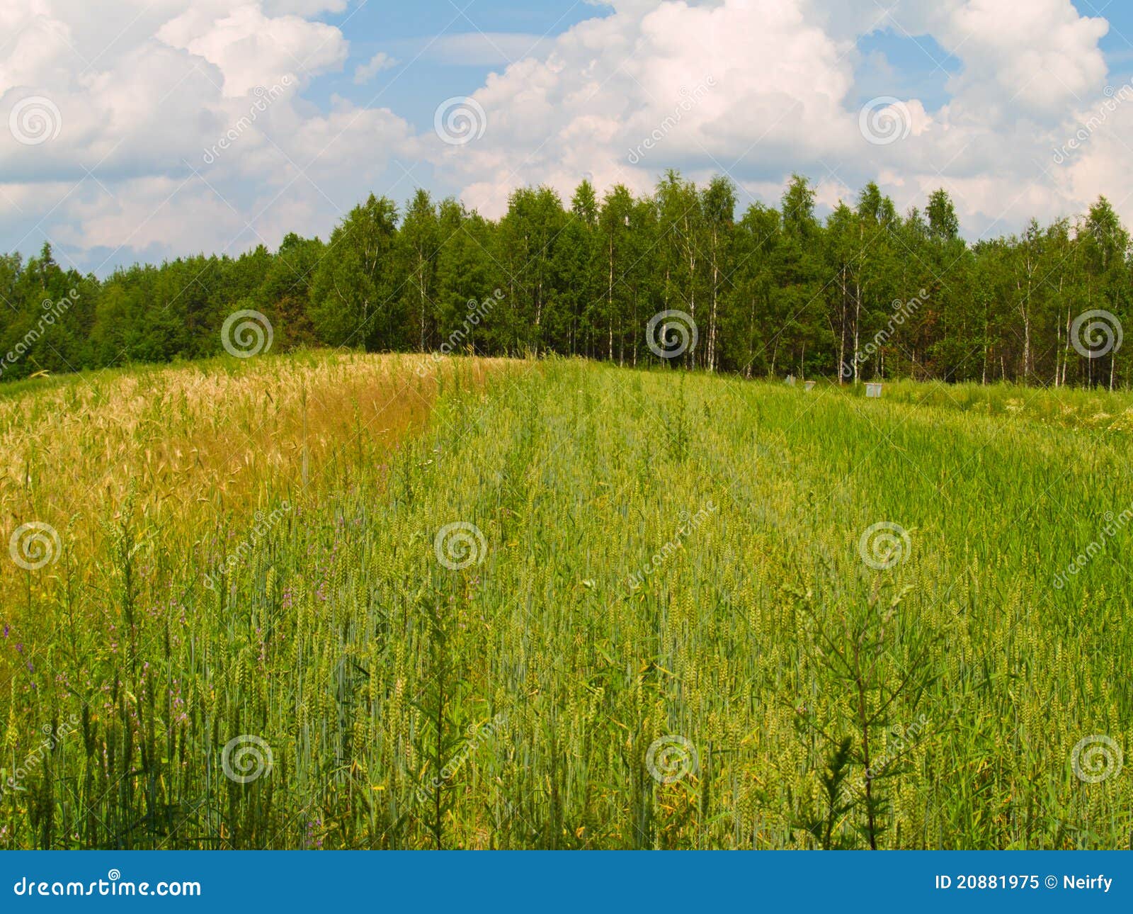 Field of wheat and rye stock image. Image of nature, crop - 20881975