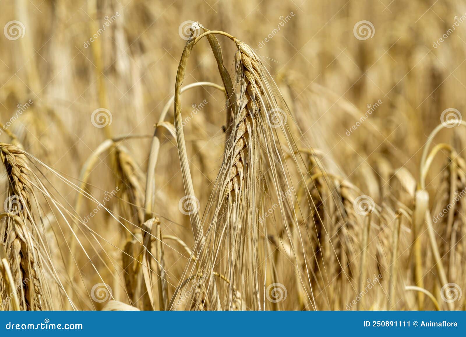 Field of wheat in the sun stock image. Image of cornfield - 250891111