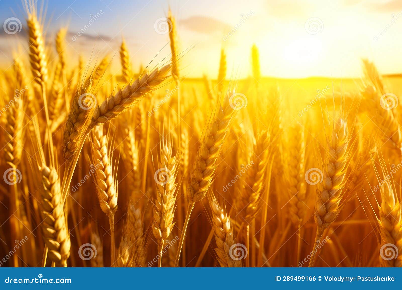 Field of Wheat with the Sun Shining in the Background. Generative AI ...