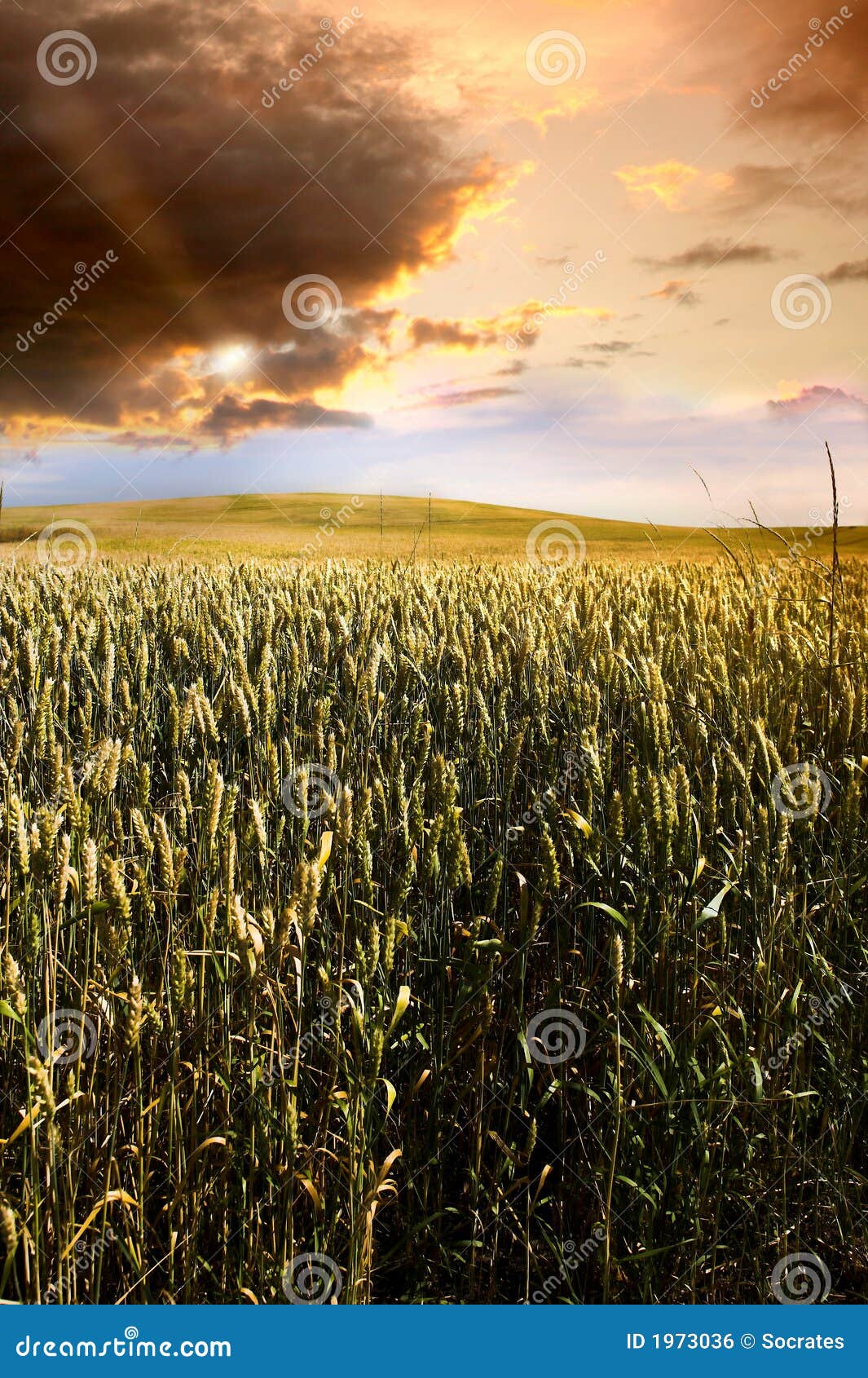 Field of wheat at sunset stock photo. Image of golden - 1973036